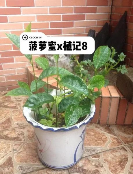 菠萝蜜的核能种吗_怎么种才能发芽-第1张图片-山城妙识 菠萝蜜的核能种吗_怎么种才能发芽-第1张图片-山城妙识