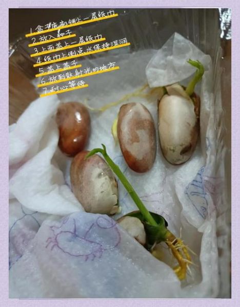 菠萝蜜的核能种吗_怎么种才能发芽-第2张图片-山城妙识 菠萝蜜的核能种吗_怎么种才能发芽-第2张图片-山城妙识