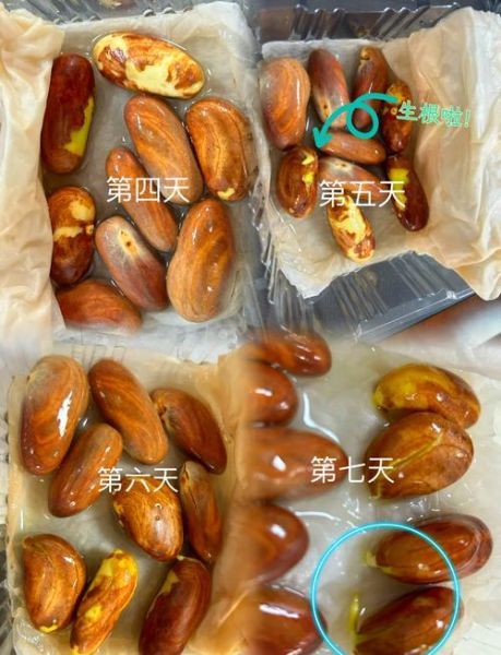 菠萝蜜的核能种吗_怎么种才能发芽-第3张图片-山城妙识 菠萝蜜的核能种吗_怎么种才能发芽-第3张图片-山城妙识