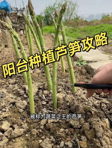 芦笋怎么种_芦笋种植时间和方法-第1张图片-山城妙识 芦笋怎么种_芦笋种植时间和方法-第1张图片-山城妙识