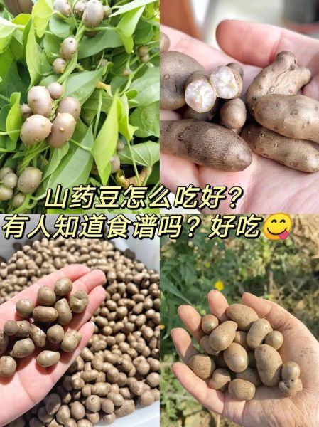 山药豆怎么吃_山药豆用去皮吗-第3张图片-山城妙识 山药豆怎么吃_山药豆用去皮吗-第3张图片-山城妙识