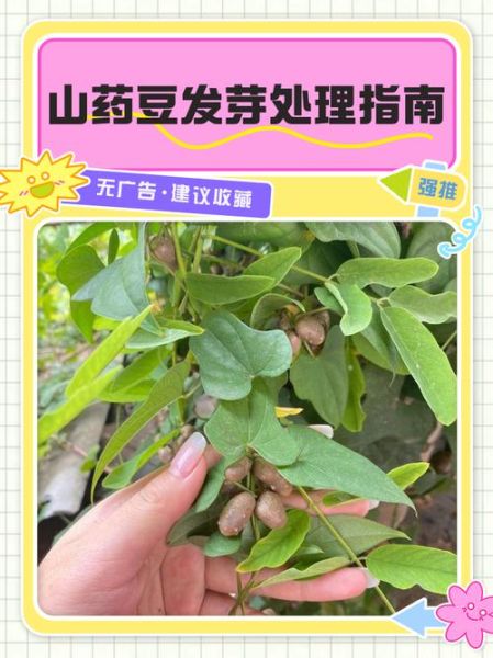 山药豆怎么吃_山药豆用去皮吗-第2张图片-山城妙识 山药豆怎么吃_山药豆用去皮吗-第2张图片-山城妙识