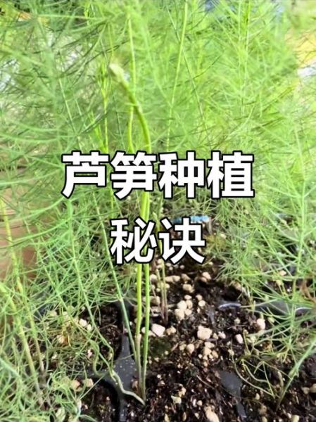 芦笋怎么种_芦笋种植时间和方法-第2张图片-山城妙识 芦笋怎么种_芦笋种植时间和方法-第2张图片-山城妙识
