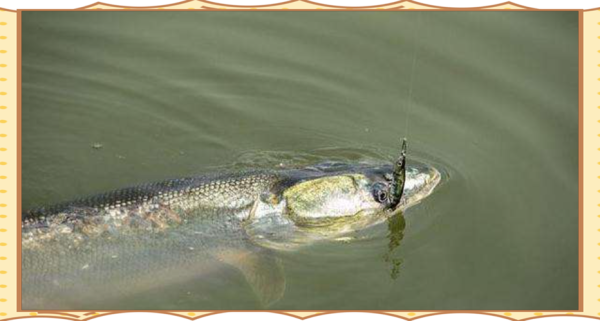 鳡鱼图片大全高清_鳡鱼怎么钓技巧-第3张图片-山城妙识 鳡鱼图片大全高清_鳡鱼怎么钓技巧-第3张图片-山城妙识