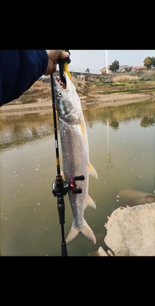鳡鱼图片大全高清_鳡鱼怎么钓技巧-第1张图片-山城妙识 鳡鱼图片大全高清_鳡鱼怎么钓技巧-第1张图片-山城妙识