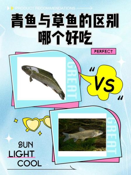 青鱼刺多还是草鱼刺多_哪个更适合老人孩子吃-第1张图片-山城妙识 青鱼刺多还是草鱼刺多_哪个更适合老人孩子吃-第1张图片-山城妙识