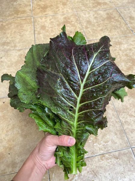 芥菜长什么样_芥菜和雪里红区别-第1张图片-山城妙识 芥菜长什么样_芥菜和雪里红区别-第1张图片-山城妙识