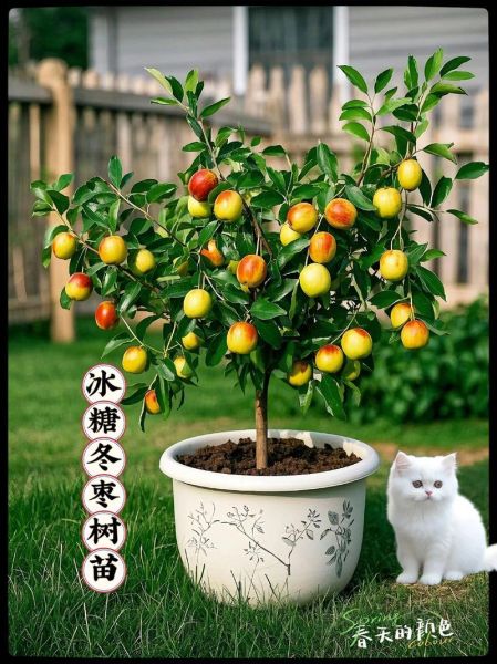 红枣树几年结果_红枣树怎么种-第1张图片-山城妙识 红枣树几年结果_红枣树怎么种-第1张图片-山城妙识