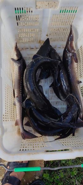 鲟鱼多少钱一斤_鲟鱼价格影响因素-第2张图片-山城妙识 鲟鱼多少钱一斤_鲟鱼价格影响因素-第2张图片-山城妙识