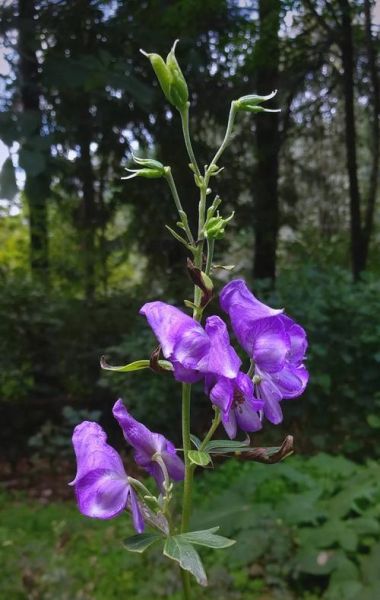 乌头类药材有哪些_乌头类药材毒性如何-第3张图片-山城妙识 乌头类药材有哪些_乌头类药材毒性如何-第3张图片-山城妙识