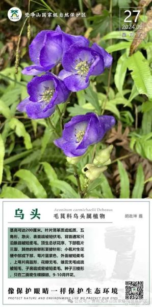 乌头类药材有哪些_乌头类药材毒性如何-第1张图片-山城妙识 乌头类药材有哪些_乌头类药材毒性如何-第1张图片-山城妙识