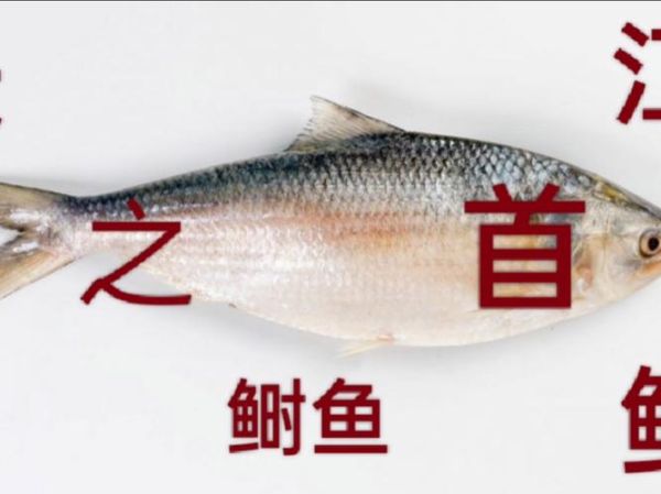 长江鲥鱼为什么灭绝_还能吃到吗-第1张图片-山城妙识 长江鲥鱼为什么灭绝_还能吃到吗-第1张图片-山城妙识