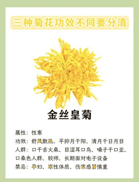 孕妇可以喝菊花茶吗_孕妇喝菊花茶对胎儿有影响吗-第3张图片-山城妙识