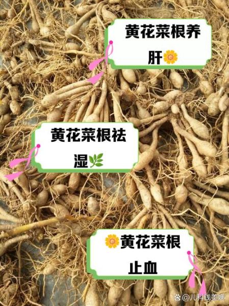 菜根的功效与作用_菜根怎么吃才健康-第3张图片-山城妙识 菜根的功效与作用_菜根怎么吃才健康-第3张图片-山城妙识