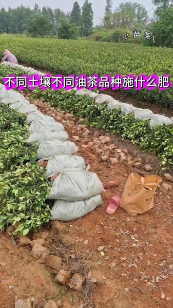 油茶树施什么肥比较好_油茶树施肥时间和方法-第1张图片-山城妙识 油茶树施什么肥比较好_油茶树施肥时间和方法-第1张图片-山城妙识