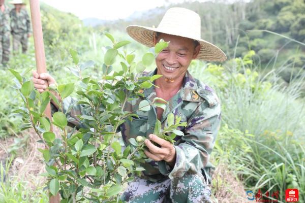 油茶树施什么肥比较好_油茶树施肥时间和方法-第3张图片-山城妙识 油茶树施什么肥比较好_油茶树施肥时间和方法-第3张图片-山城妙识