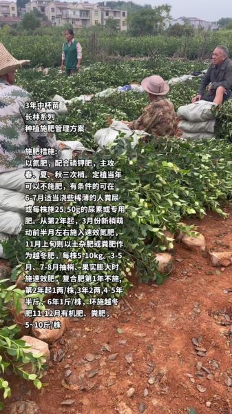 油茶树施什么肥比较好_油茶树施肥时间和方法-第2张图片-山城妙识 油茶树施什么肥比较好_油茶树施肥时间和方法-第2张图片-山城妙识