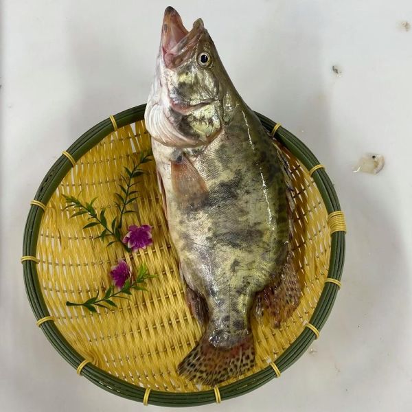 鳌花鱼图片高清大图_鳌花鱼长什么样-第1张图片-山城妙识 鳌花鱼图片高清大图_鳌花鱼长什么样-第1张图片-山城妙识