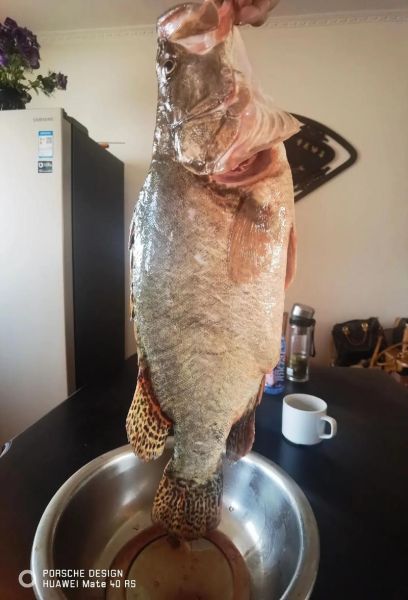 鳌花鱼图片高清大图_鳌花鱼长什么样-第3张图片-山城妙识 鳌花鱼图片高清大图_鳌花鱼长什么样-第3张图片-山城妙识