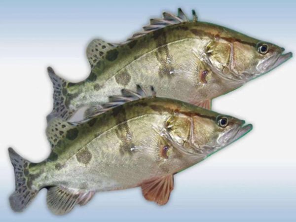 鳌花鱼图片高清大图_鳌花鱼长什么样-第2张图片-山城妙识 鳌花鱼图片高清大图_鳌花鱼长什么样-第2张图片-山城妙识