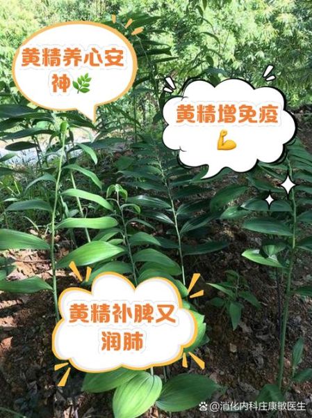 黄精的功效与作用及禁忌_什么人不能吃黄精-第1张图片-山城妙识 黄精的功效与作用及禁忌_什么人不能吃黄精-第1张图片-山城妙识