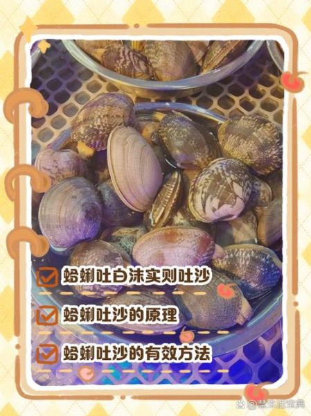 蛤蜊怎么吐沙干净_如何让蛤蜊彻底吐沙-第3张图片-山城妙识