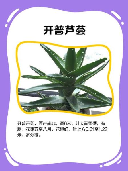 芦荟图片欣赏_如何辨别品种-第3张图片-山城妙识 芦荟图片欣赏_如何辨别品种-第3张图片-山城妙识
