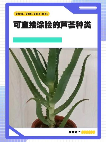 芦荟图片欣赏_如何辨别品种-第2张图片-山城妙识 芦荟图片欣赏_如何辨别品种-第2张图片-山城妙识