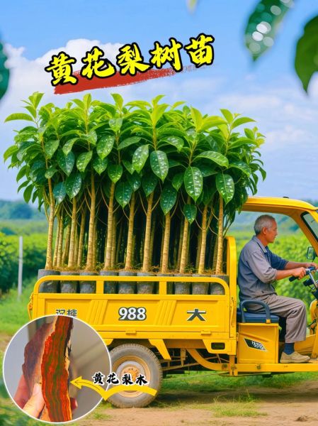 黄花梨树苗多少钱一棵_黄花梨树苗价格表-第3张图片-山城妙识 黄花梨树苗多少钱一棵_黄花梨树苗价格表-第3张图片-山城妙识