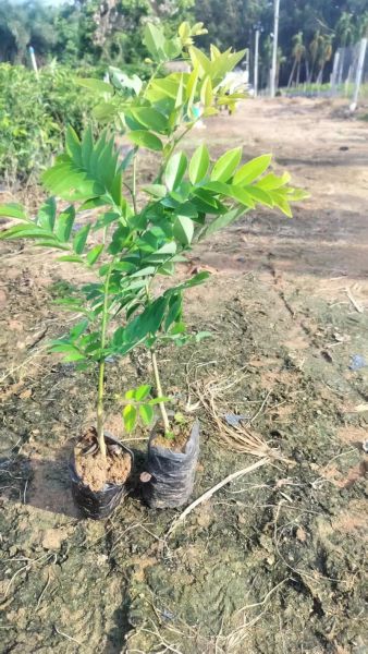 黄花梨树苗多少钱一棵_黄花梨树苗价格表-第1张图片-山城妙识 黄花梨树苗多少钱一棵_黄花梨树苗价格表-第1张图片-山城妙识