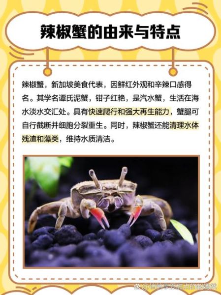 辣椒蟹可以深水养吗_辣椒蟹深水养殖注意事项-第3张图片-山城妙识 辣椒蟹可以深水养吗_辣椒蟹深水养殖注意事项-第3张图片-山城妙识