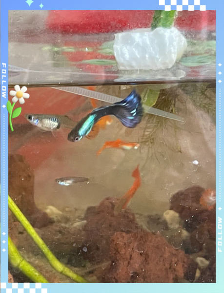 辣椒蟹可以深水养吗_辣椒蟹深水养殖注意事项-第2张图片-山城妙识 辣椒蟹可以深水养吗_辣椒蟹深水养殖注意事项-第2张图片-山城妙识