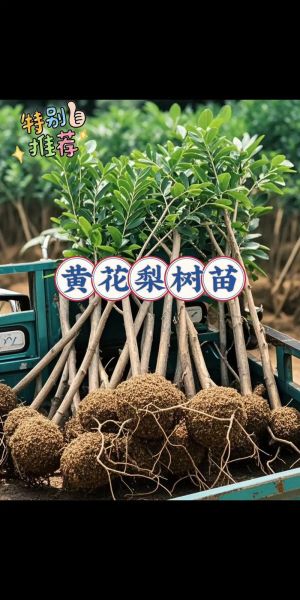 黄花梨树苗多少钱一棵_黄花梨树苗价格表-第2张图片-山城妙识 黄花梨树苗多少钱一棵_黄花梨树苗价格表-第2张图片-山城妙识