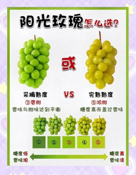 玫瑰香葡萄怎么挑选_玫瑰香葡萄产地哪里好-第1张图片-山城妙识 玫瑰香葡萄怎么挑选_玫瑰香葡萄产地哪里好-第1张图片-山城妙识