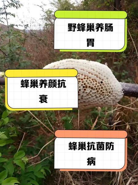 蜂巢哪些人不能吃_蜂巢禁忌人群有哪些-第1张图片-山城妙识 蜂巢哪些人不能吃_蜂巢禁忌人群有哪些-第1张图片-山城妙识