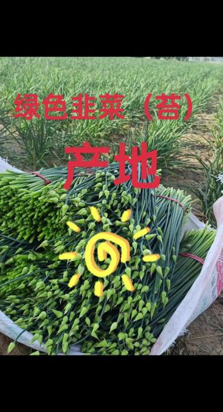 韭菜苔图片怎么挑选_韭菜苔和韭菜的区别-第3张图片-山城妙识