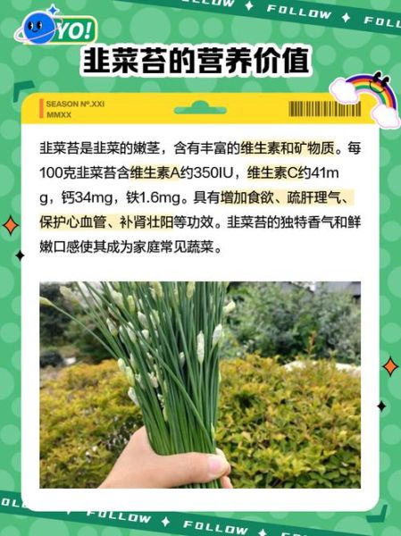 韭菜苔图片怎么挑选_韭菜苔和韭菜的区别-第2张图片-山城妙识