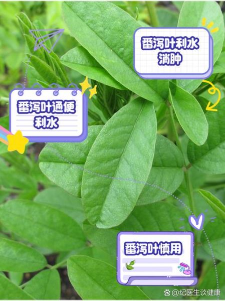 长期喝番泻叶20年副作用_番泻叶长期用安全吗-第2张图片-山城妙识