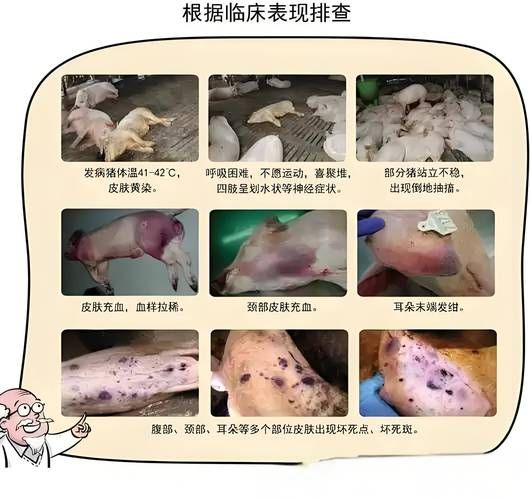 非洲猪瘟的症状有哪些_非洲猪瘟怎么治疗-第1张图片-山城妙识 非洲猪瘟的症状有哪些_非洲猪瘟怎么治疗-第1张图片-山城妙识