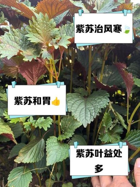 鲜紫苏叶的功效与作用_鲜紫苏叶怎么吃最好-第3张图片-山城妙识 鲜紫苏叶的功效与作用_鲜紫苏叶怎么吃最好-第3张图片-山城妙识