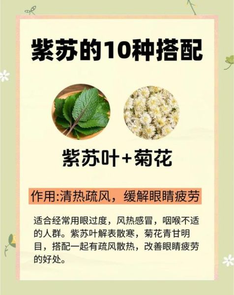 鲜紫苏叶的功效与作用_鲜紫苏叶怎么吃最好-第1张图片-山城妙识 鲜紫苏叶的功效与作用_鲜紫苏叶怎么吃最好-第1张图片-山城妙识