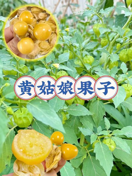 黄姑娘的功效与作用_黄姑娘泡水喝的禁忌-第2张图片-山城妙识 黄姑娘的功效与作用_黄姑娘泡水喝的禁忌-第2张图片-山城妙识