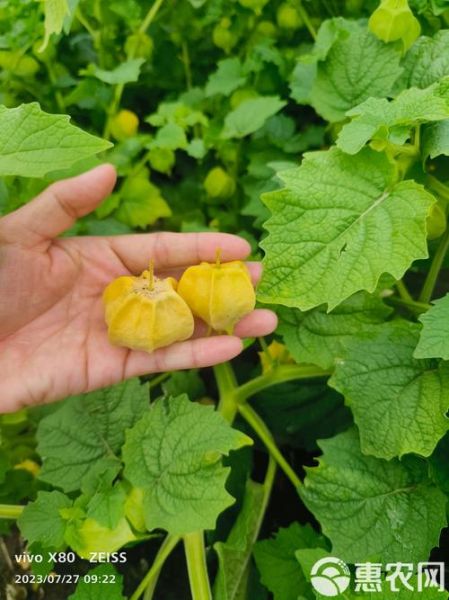 黄姑娘的功效与作用_黄姑娘泡水喝的禁忌-第3张图片-山城妙识 黄姑娘的功效与作用_黄姑娘泡水喝的禁忌-第3张图片-山城妙识