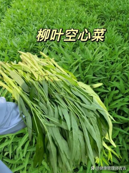 空心菜是万毒之王吗_空心菜重金属超标真相-第1张图片-山城妙识 空心菜是万毒之王吗_空心菜重金属超标真相-第1张图片-山城妙识