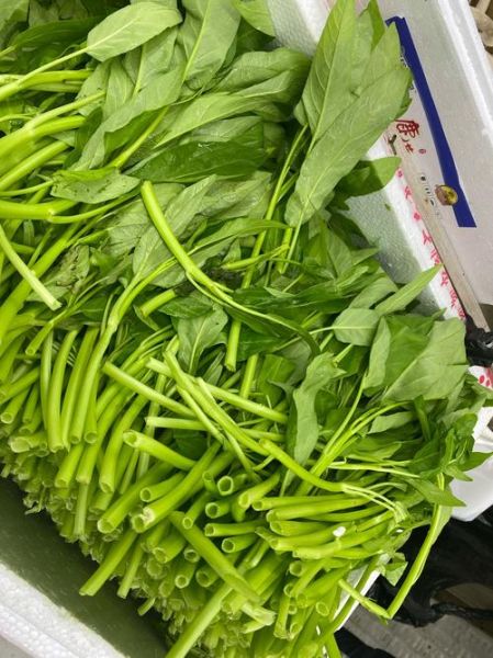 空心菜是万毒之王吗_空心菜重金属超标真相-第3张图片-山城妙识 空心菜是万毒之王吗_空心菜重金属超标真相-第3张图片-山城妙识