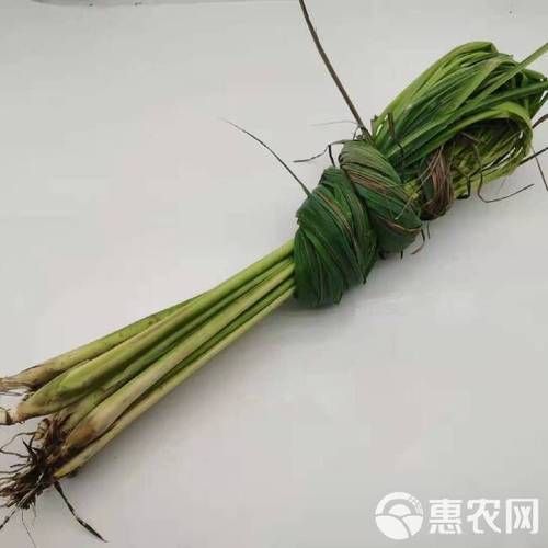 香茅草多少钱一斤_香茅草价格走势-第1张图片-山城妙识