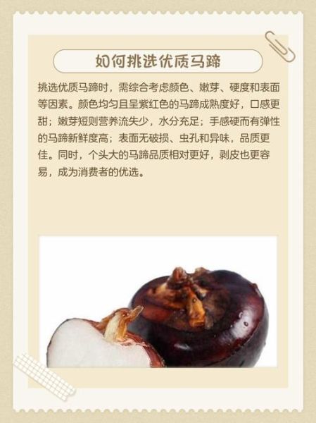 马蹄其实是马的什么_马蹄结构功能详解-第3张图片-山城妙识 马蹄其实是马的什么_马蹄结构功能详解-第3张图片-山城妙识