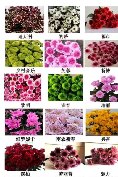 小雏菊为什么不能送人_小雏菊送人的禁忌-第2张图片-山城妙识 小雏菊为什么不能送人_小雏菊送人的禁忌-第2张图片-山城妙识