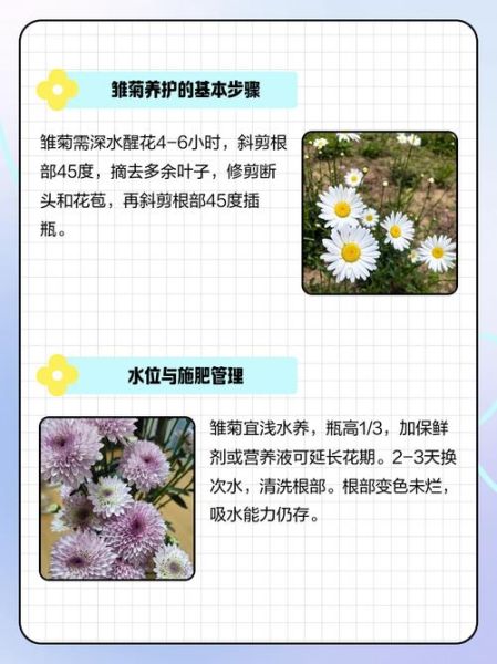 小雏菊为什么不能送人_小雏菊送人的禁忌-第3张图片-山城妙识 小雏菊为什么不能送人_小雏菊送人的禁忌-第3张图片-山城妙识