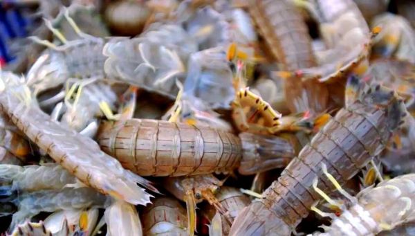 绿虾蛄图片_如何分辨真假-第3张图片-山城妙识